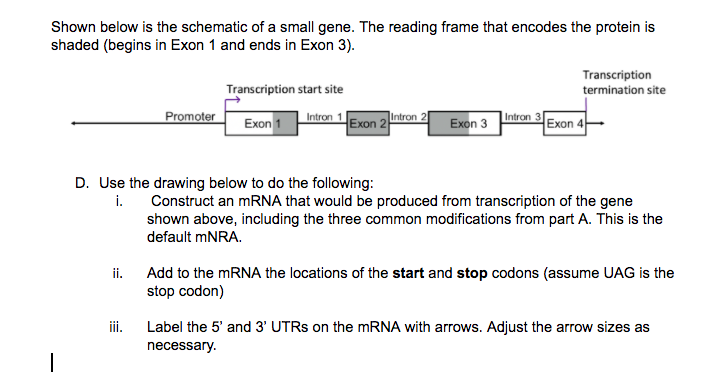 Solved 1.List the three modifications to RNA that occur as | Chegg.com