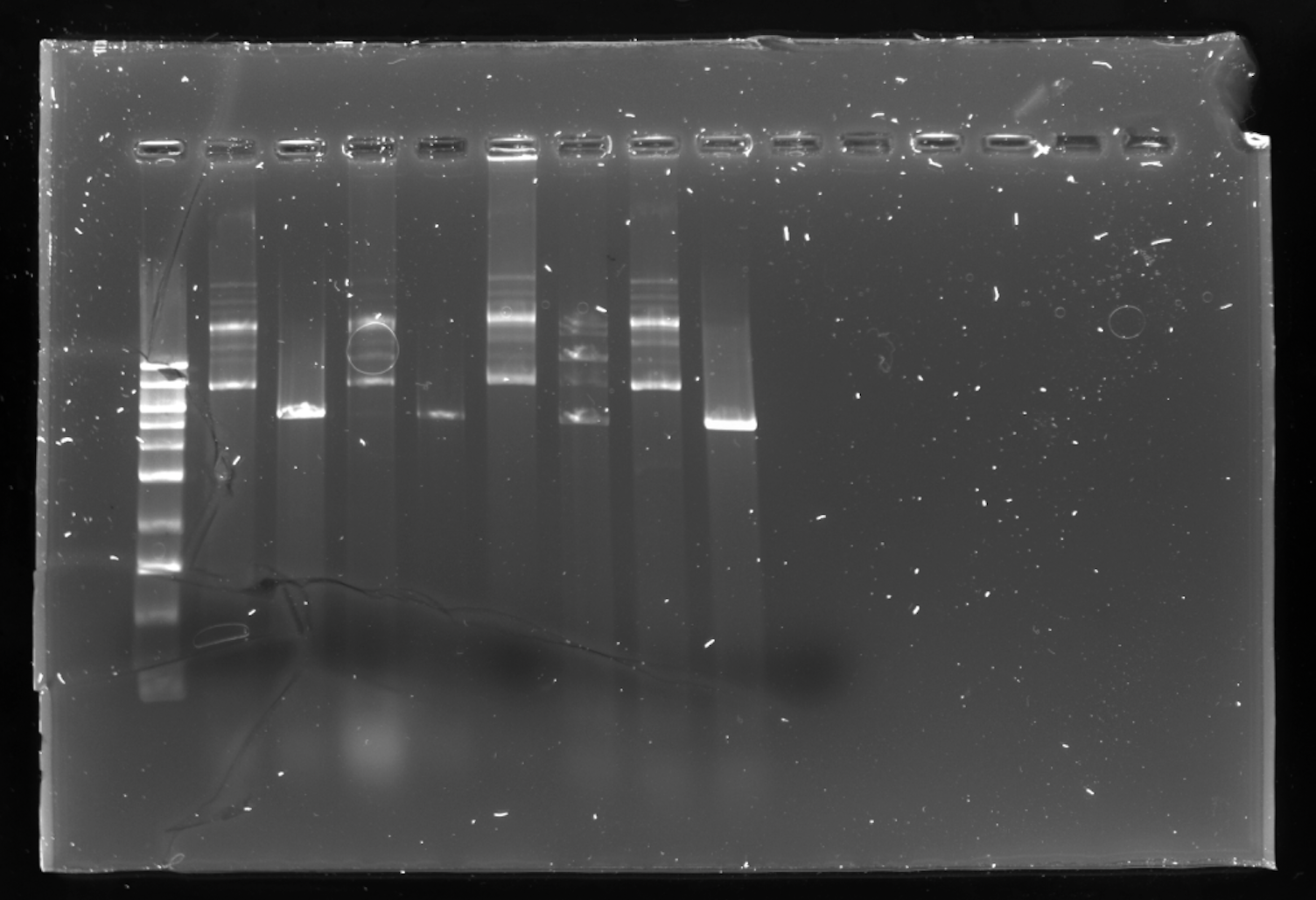 Solved The 2nd Well Represent Undigested Plasmid Dna And The