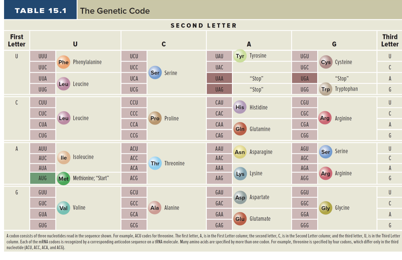 Solved Part 1: Transcribe a small fragment of DNA (3 pts) | Chegg.com
