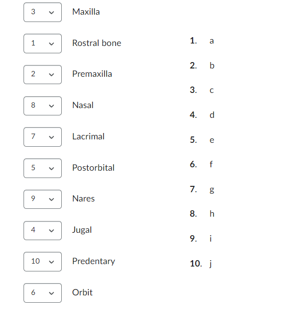 Solved Match each label on the skull to the correct bone or | Chegg.com