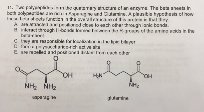 Solved 11. Two polypeptides form the quaternary structure of | Chegg.com