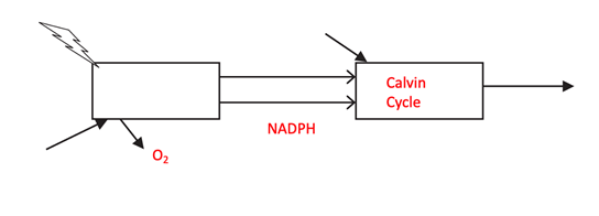 Solved Complete the following model of photosynthesis in | Chegg.com