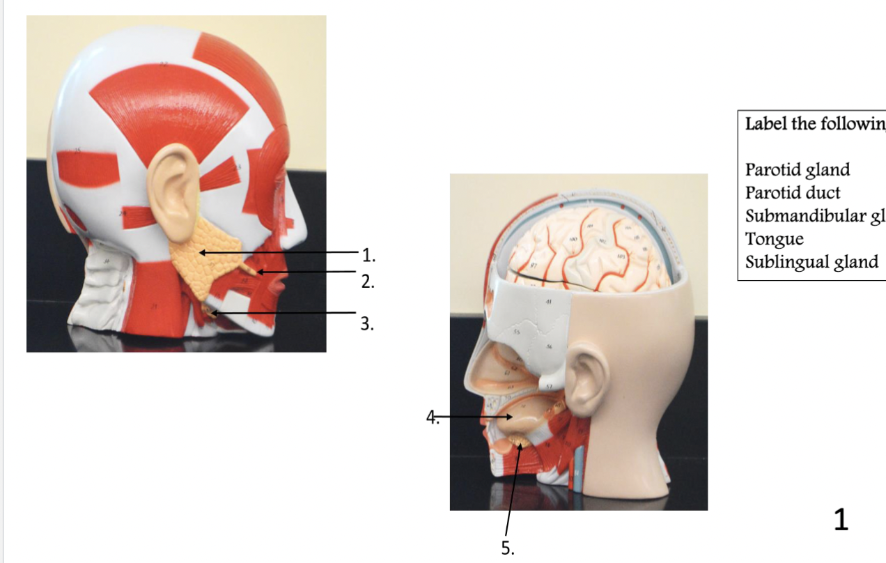 Solved Label the following structures: Appendix | Chegg.com