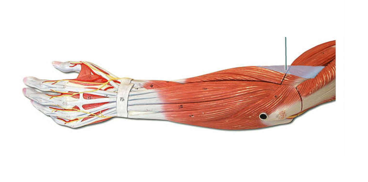 Solved LT-M21:Muse 25 BA Part A LT-VA 16 Life-size | Chegg.com