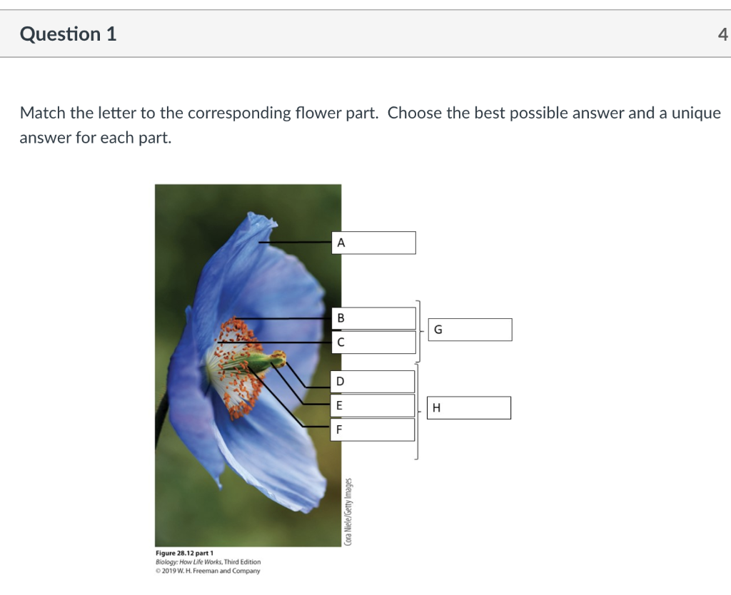Solved Match the letter to the corresponding flower part. | Chegg.com