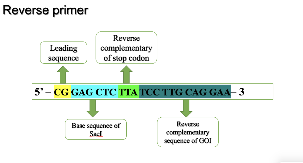 Solved For this specifc DNA sequence (BipD) design a forward | Chegg.com