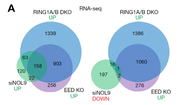 Solved Question A2 Polycomb (PRC1 and PRC2 complexes) and | Chegg.com
