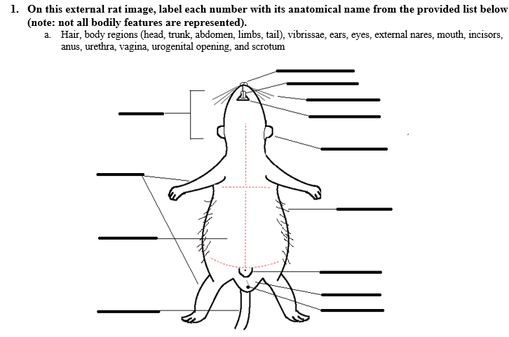 Solved 1. On this external rat image, label each number with | Chegg.com