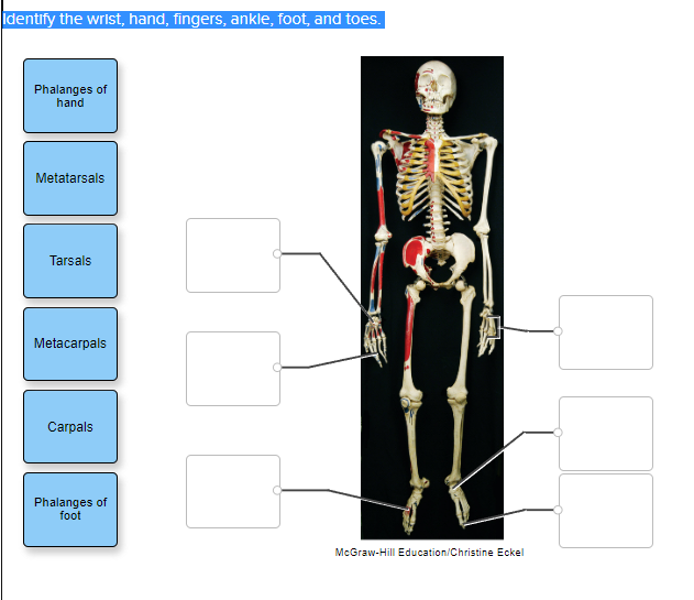 Solved dentify the wrist, hand, fingers, ankle, foot, and | Chegg.com