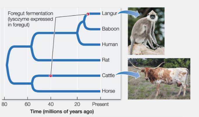 Solved Langur Foregut fermentation (lysozyme expressed in | Chegg.com