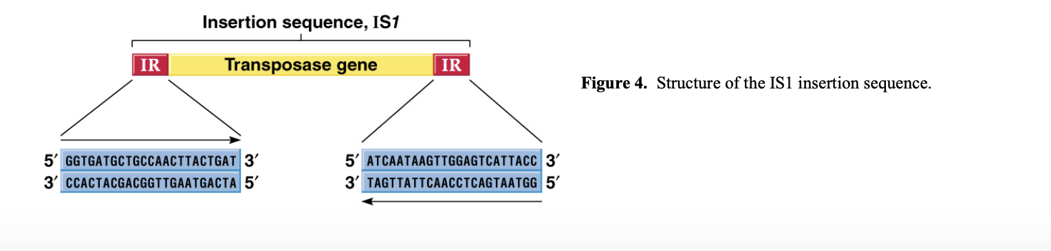 Solved Consider the cartoon in Figure 3 representing the IS1 | Chegg.com