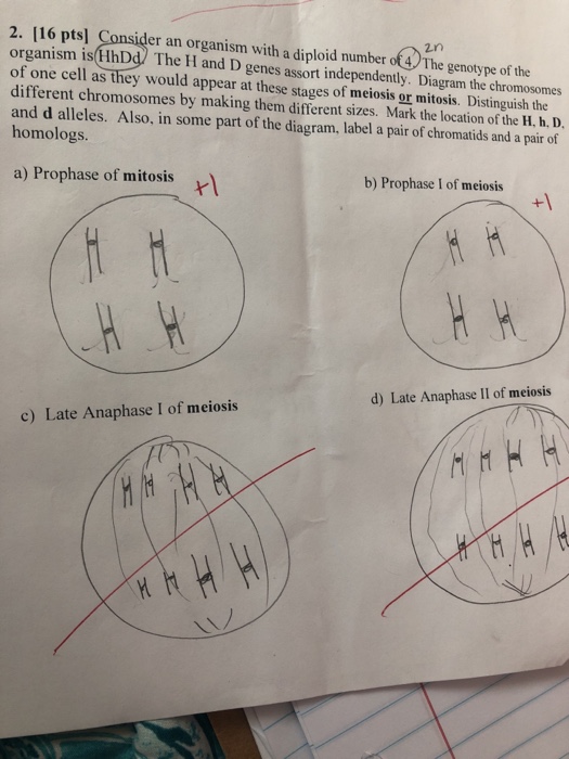 Solved er an organism with a diploid number of 4/ The | Chegg.com
