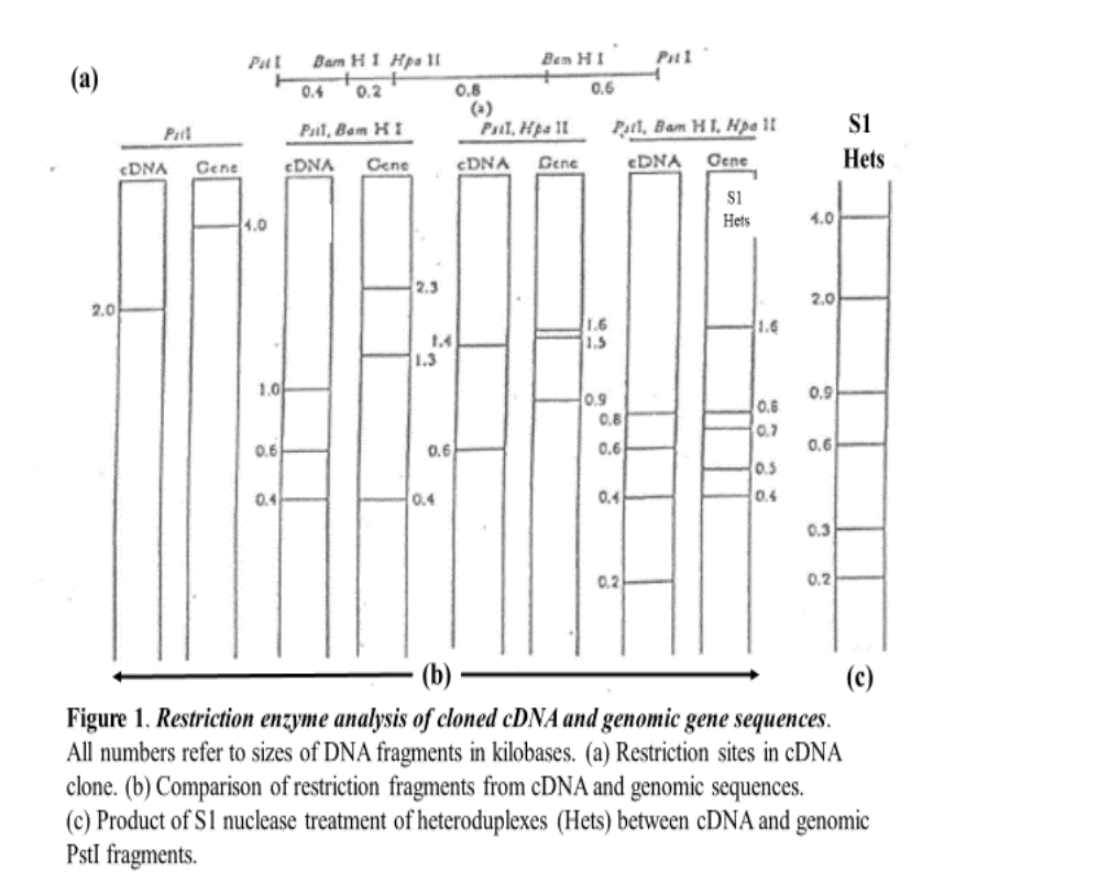 . You have cloned two DNA sequences that code for a | Chegg.com
