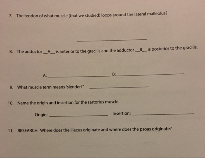 Solved 7. The tendon of what muscle (that we studied) loops | Chegg.com