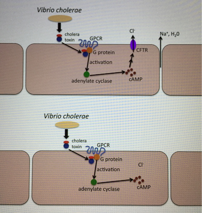 Solved This cartoon shows how the cholera microorganism | Chegg.com