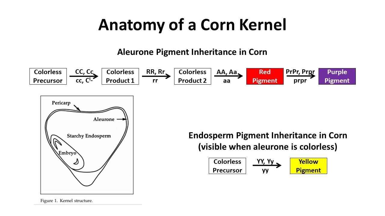 Anatomy of a Corn Kernel Aleurone Pigment Inheritance | Chegg.com