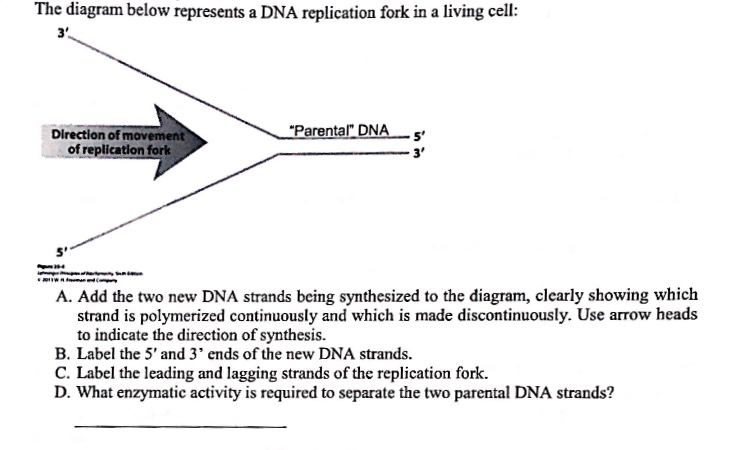 Solved The diagram below represents a DNA replication fork | Chegg.com