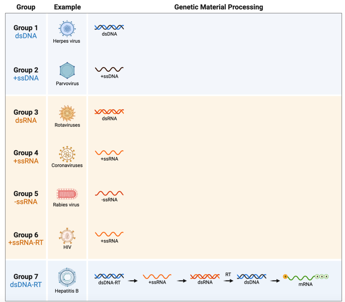 The chart above has seven classes of viruses | Chegg.com