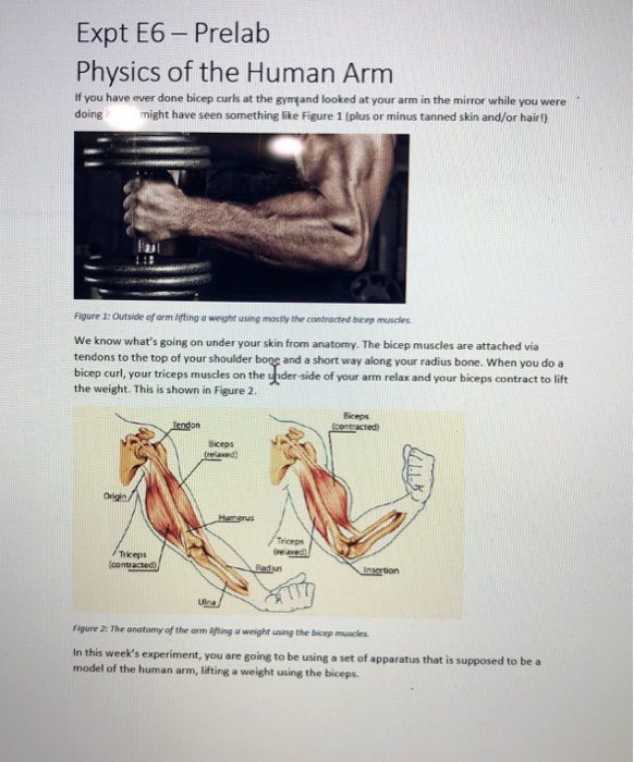 Solved Expt E6- Prelab Physics of the Human Arm If you have | Chegg.com