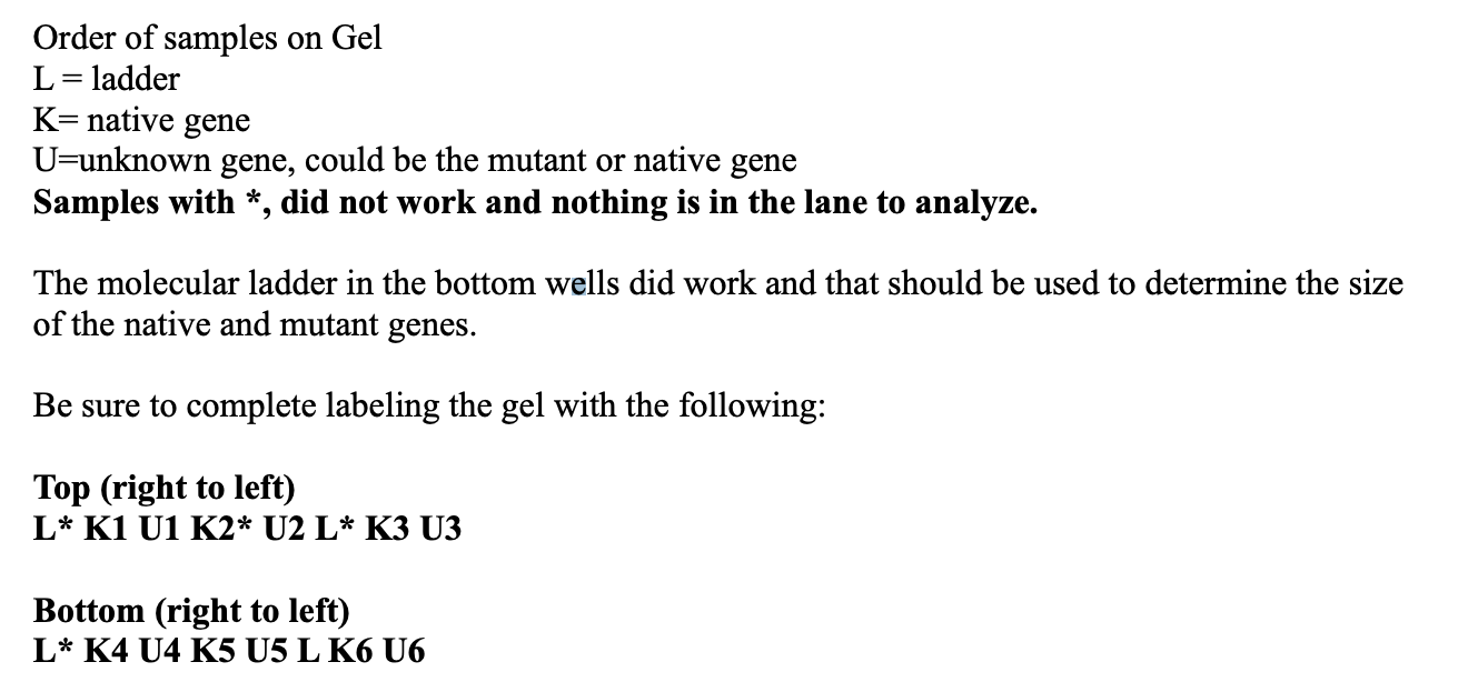 Order of samples on Gel L= ladder K= native gene U= | Chegg.com