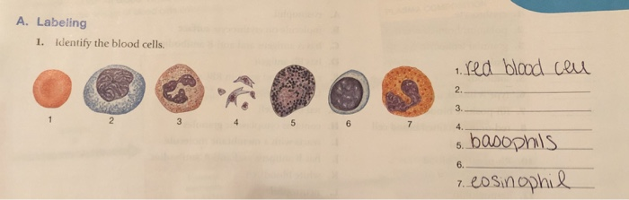 Solved A. Labeling 1. Identify the blood cells. fed blood | Chegg.com