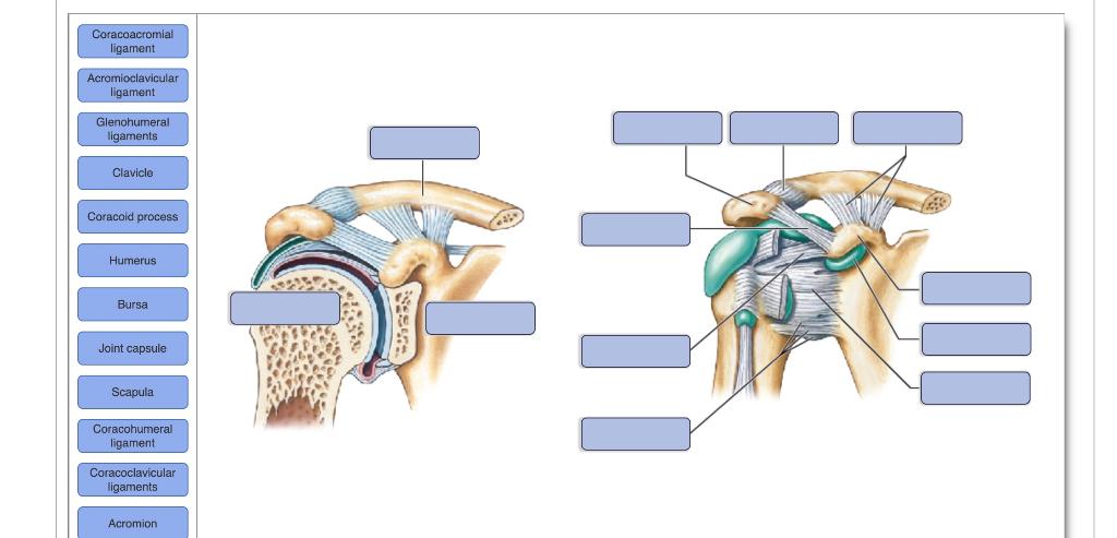 Solved Caracoacromial ligament Acromioclavicular ligament | Chegg.com
