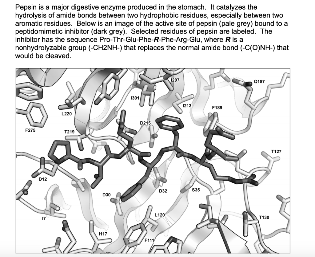 Solved Pepsin is a major digestive enzyme produced in the | Chegg.com