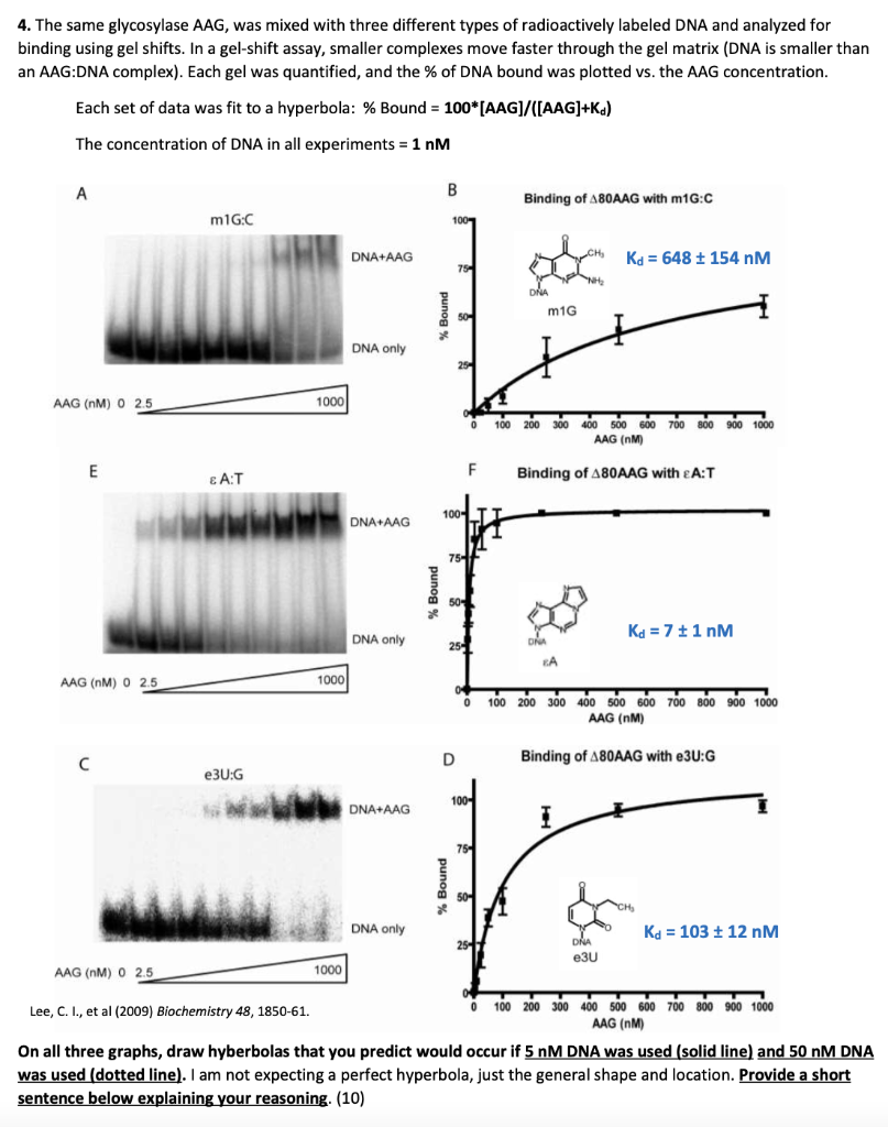 4. The same glycosylase AAG, was mixed with three | Chegg.com