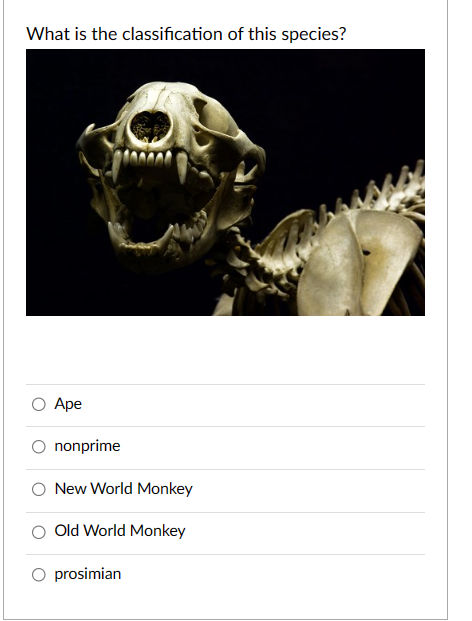 Solved What is the locomotion pattern for this primate? | Chegg.com