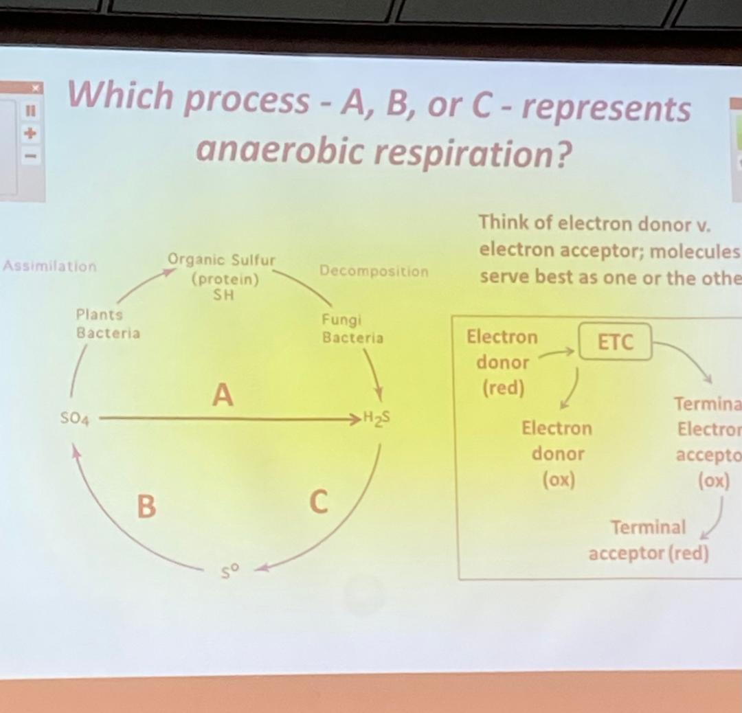 Solved Which process - ﻿A, ﻿B, ﻿or C-representsanaerobic | Chegg.com