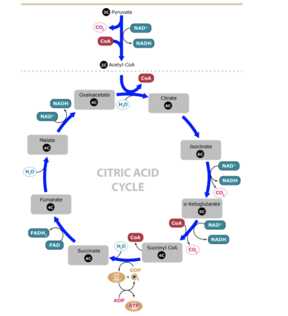 Solved The following diagram summarizes the key events in | Chegg.com