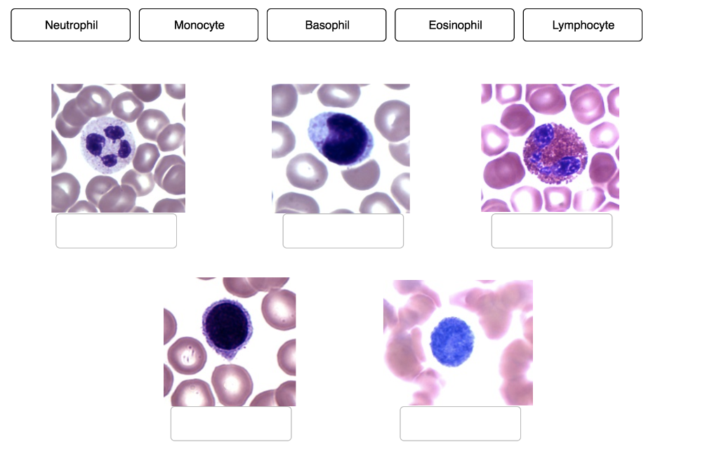 Basophils Neutrophils Lymphocytes Monocytes Eosinophils