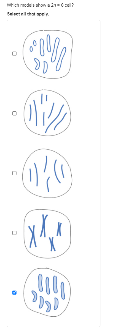 Solved Which models show a 2n = 8 cell? Select all that | Chegg.com