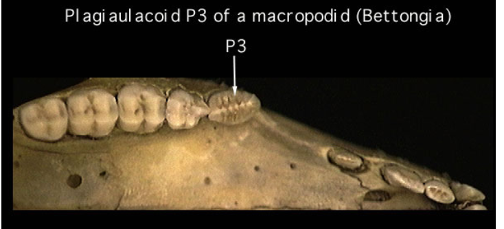 Solved What type of molars are | Chegg.com
