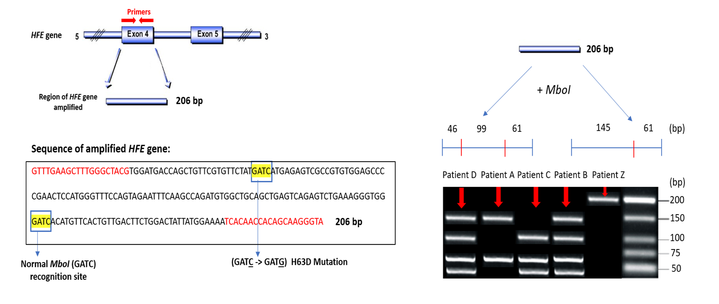 Solved Patient A, who is female, recently | Chegg.com