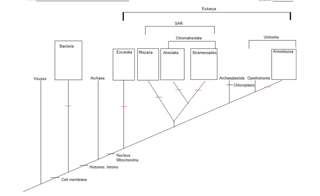 Solved Eukarya SAR Chromalveolata Unikonta Bacteria Excavata | Chegg.com