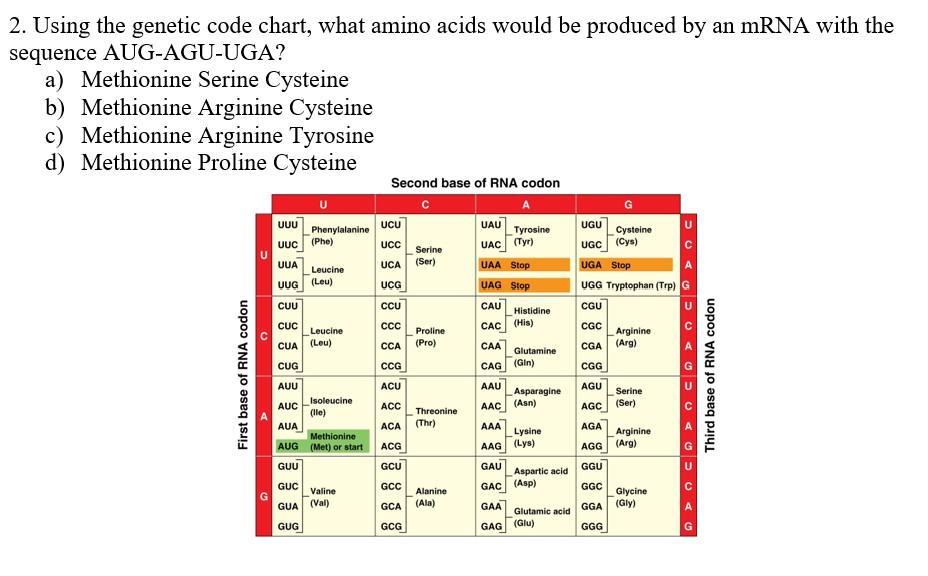 Solved 2. Using the genetic code chart, what amino acids | Chegg.com Solved 2. Using the genetic code chart, what amino acids | Chegg.com
