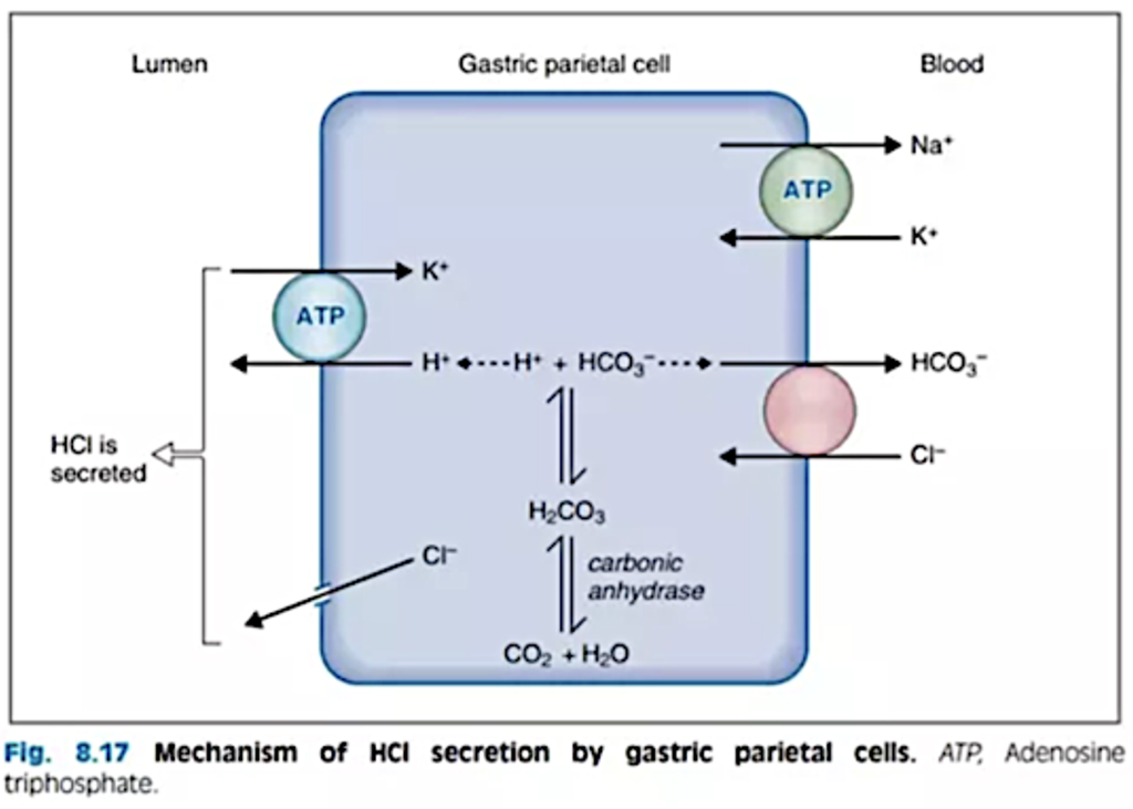 Solved Consider the parietal cell below and how the stomach | Chegg.com