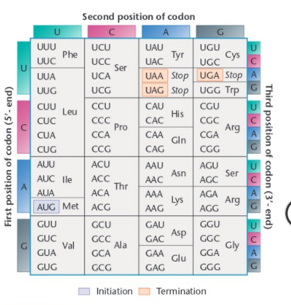 Solved If you did an experiment similar to Nirenberg and | Chegg.com