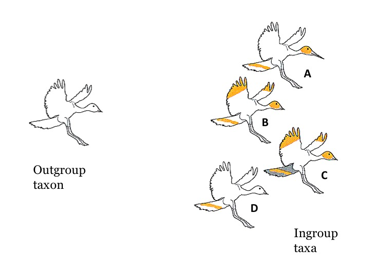 Solved 1a) Identify and name the five apomorphic character | Chegg.com