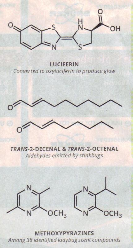 Solved O S ZI ОН 'N S LUCIFERIN Converted to oxyluciferin to | Chegg.com