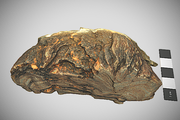 Solved The large domal features observed in the virtual | Chegg.com