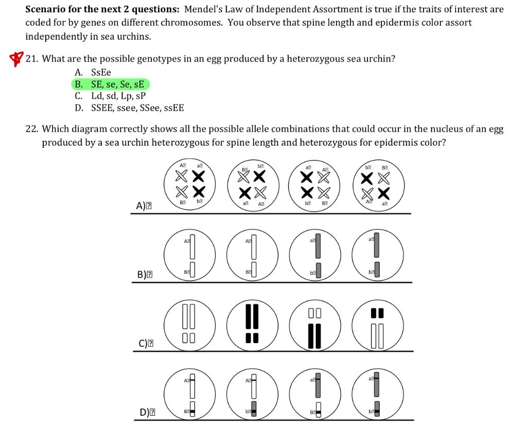 Solved Scenario for the next 2 questions: Mendel's Law of | Chegg.com