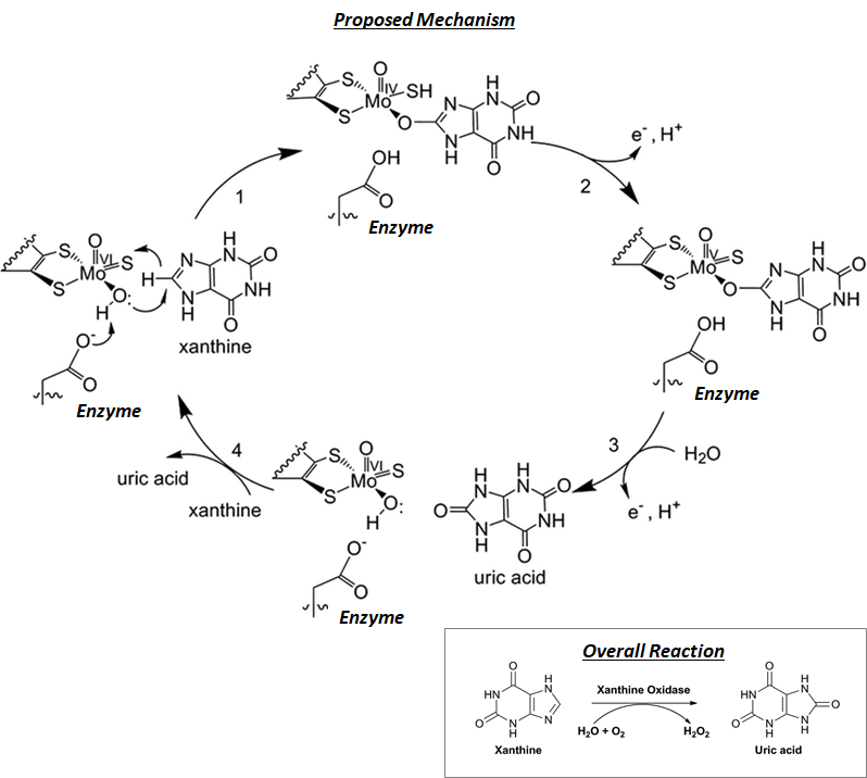 Above is a proposed mechanism for the enzyme xanthine | Chegg.com