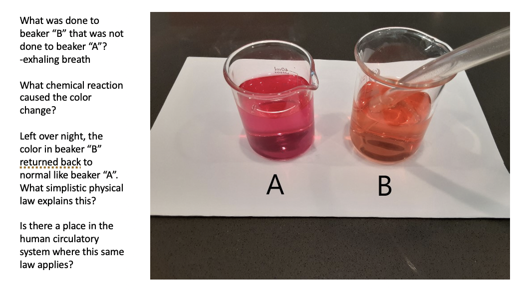 Solved In the experiment, A and B both had phenol red in the | Chegg.com
