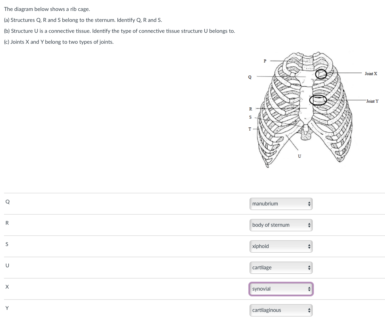 Solved The diagram below shows a rib cage. (a) Structures Q, | Chegg.com
