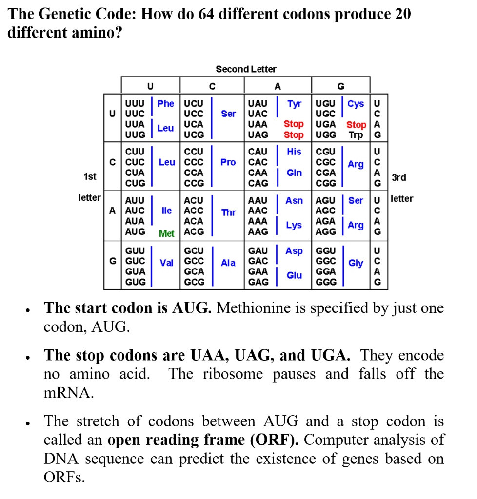 Solved The Genetic Code: How do 64 different codons produce | Chegg.com