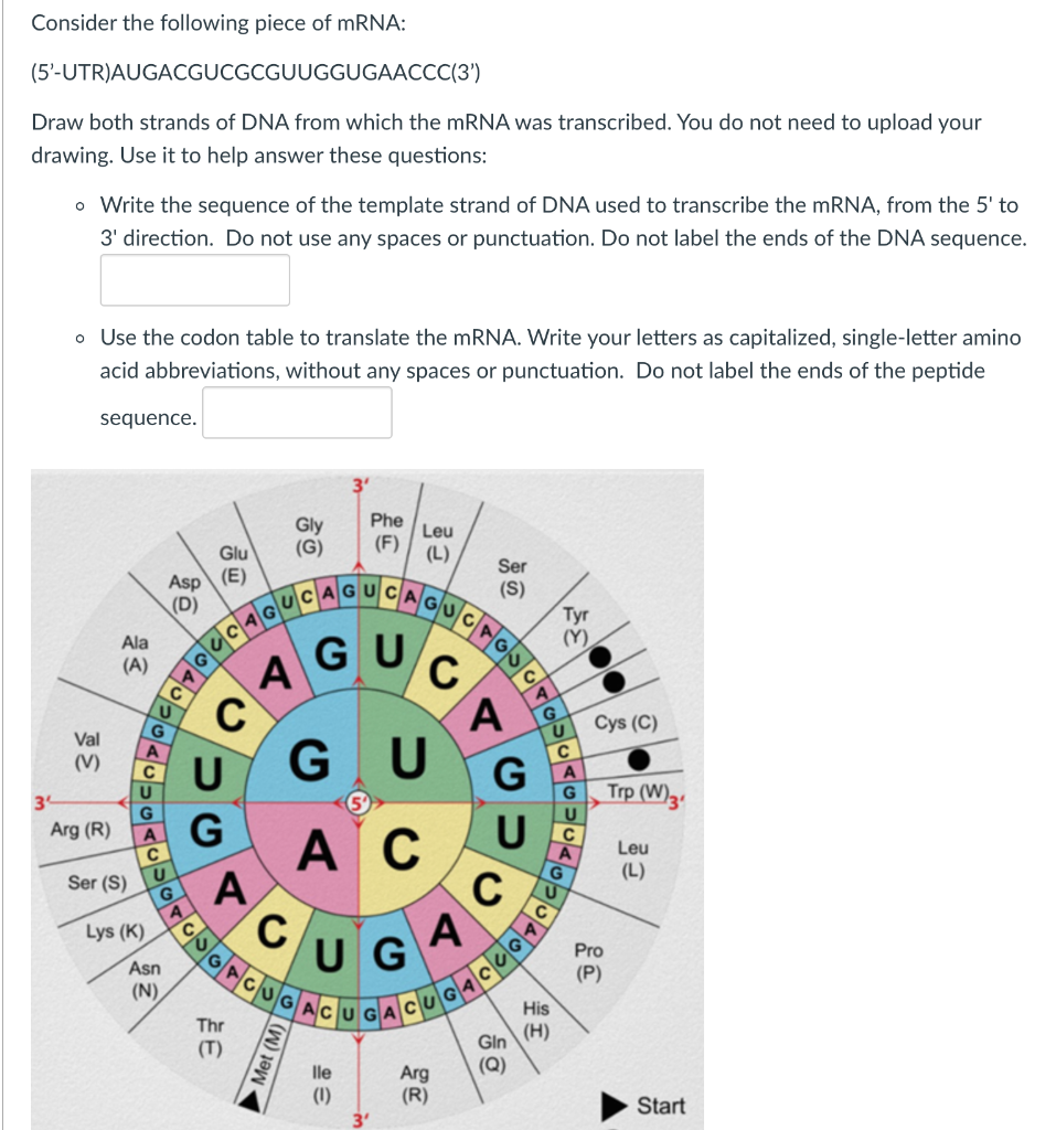 Solved Consider the following piece of mRNA: | Chegg.com