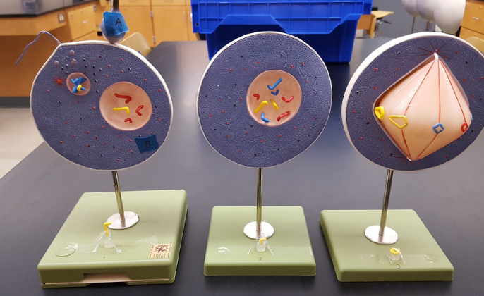 Solved Which two models show anaphase I of meiosis Which two | Chegg.com