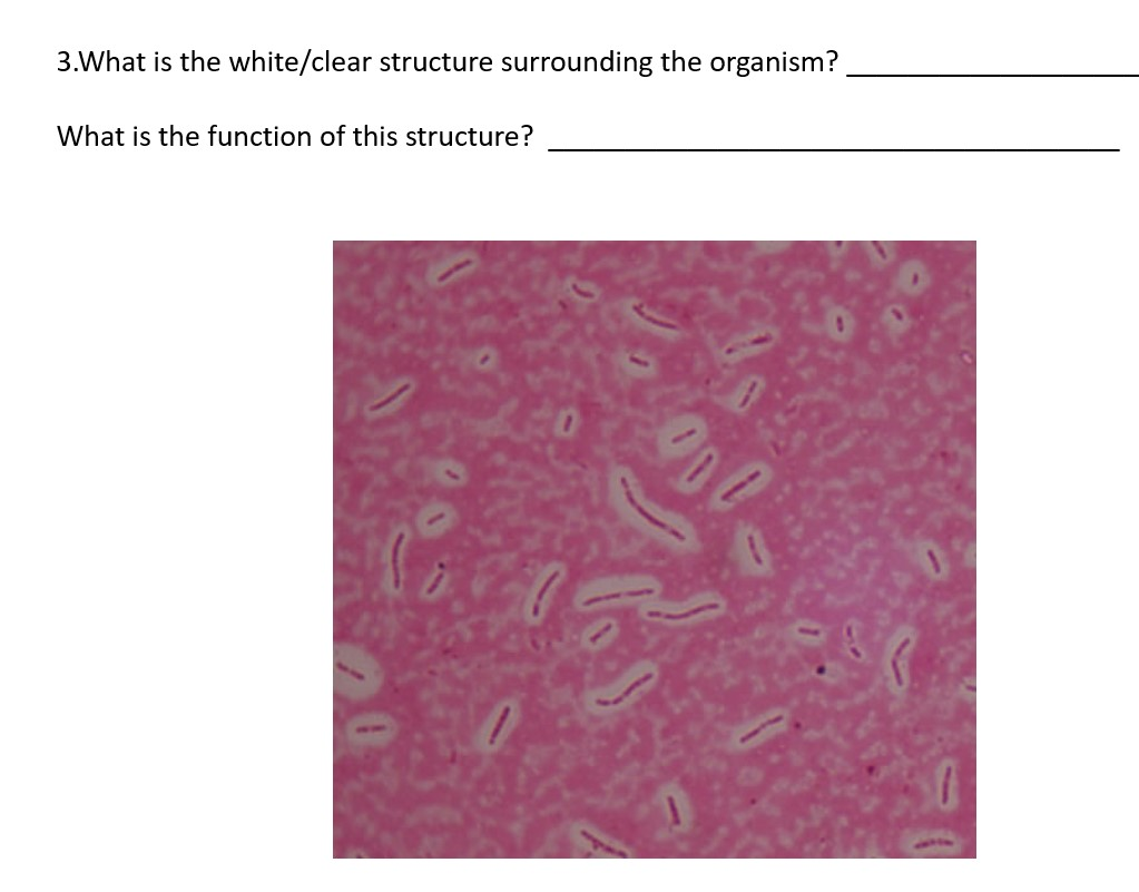 Solved 3. What is the white/clear structure surrounding the | Chegg.com